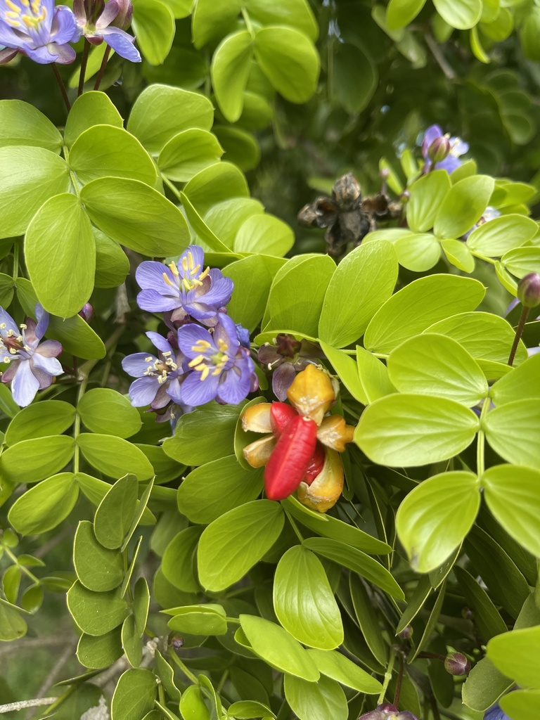 Lignum-vitae (Guaiacum sanctum) - Botanical Realm