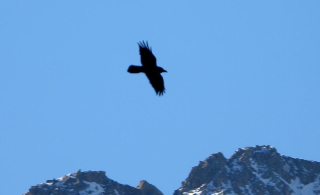 Common Raven from Forte Fenestrelle - TO - Italia on January 07, 2022 ...