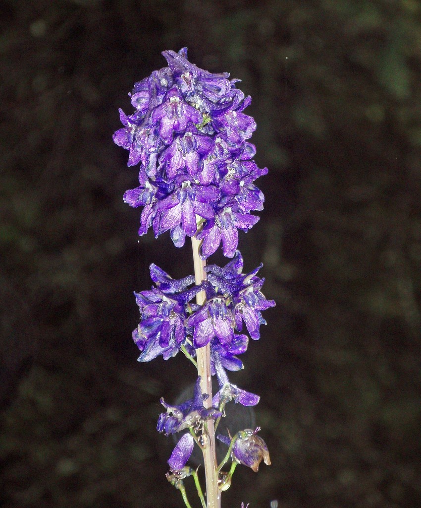 larkspurs from Denali, AK, USA on August 8, 2008 at 10:49 AM by Kenneth ...