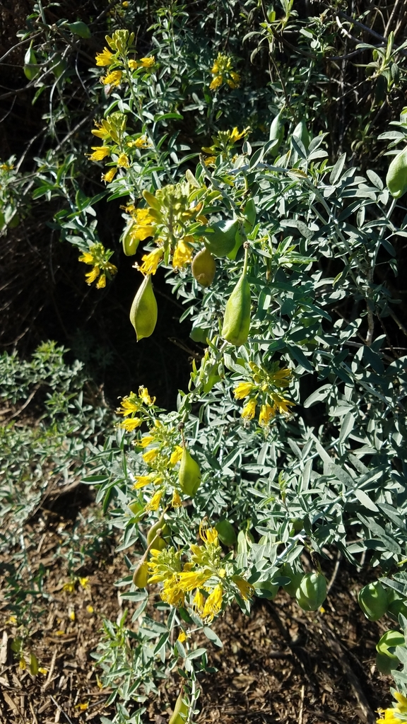 Bladderpod from San Diego County, US-CA, US on January 05, 2022 at 10: ...