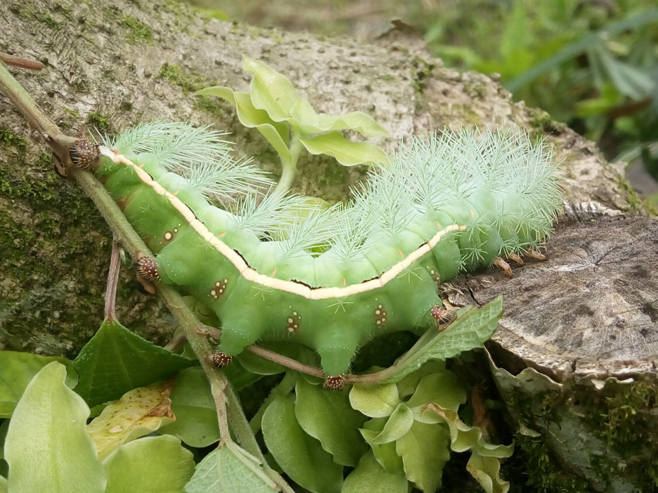 Automeris tridens Herrich-Schäffer