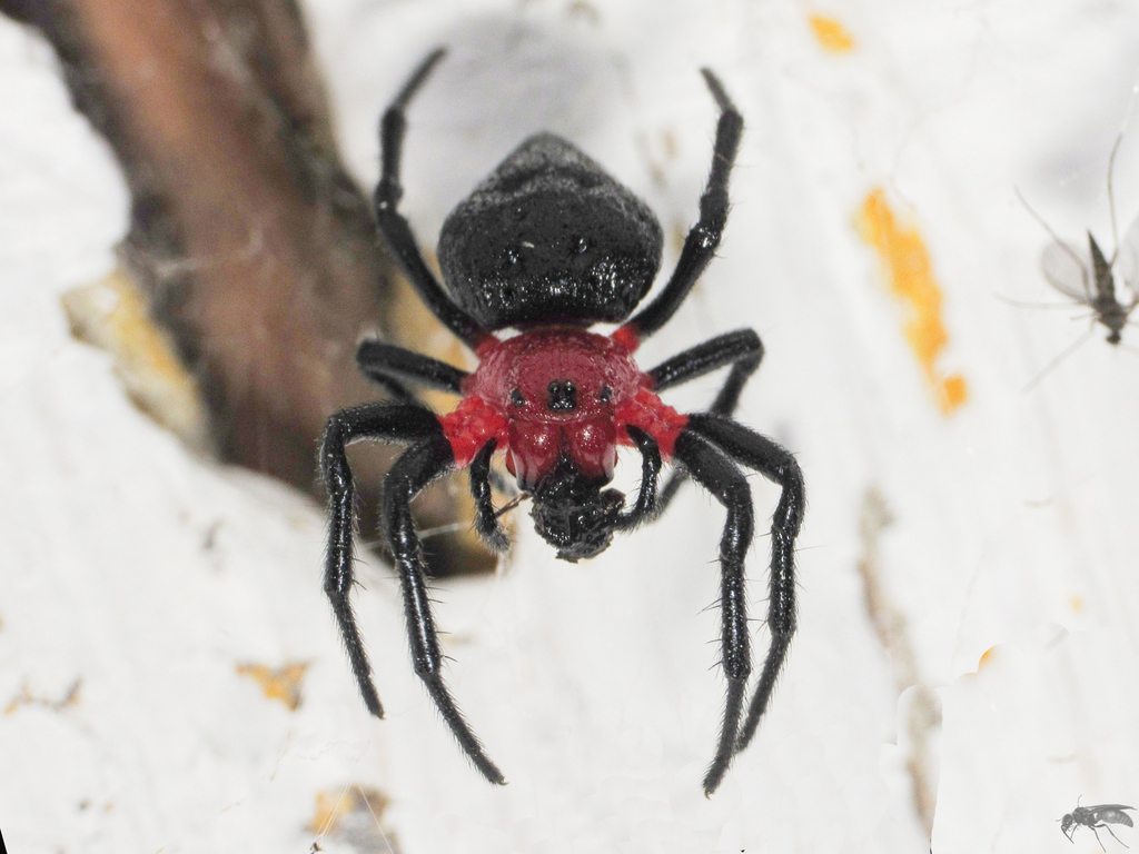 Alpaida acuta (Arachnids of Loreto, Peru) · iNaturalist