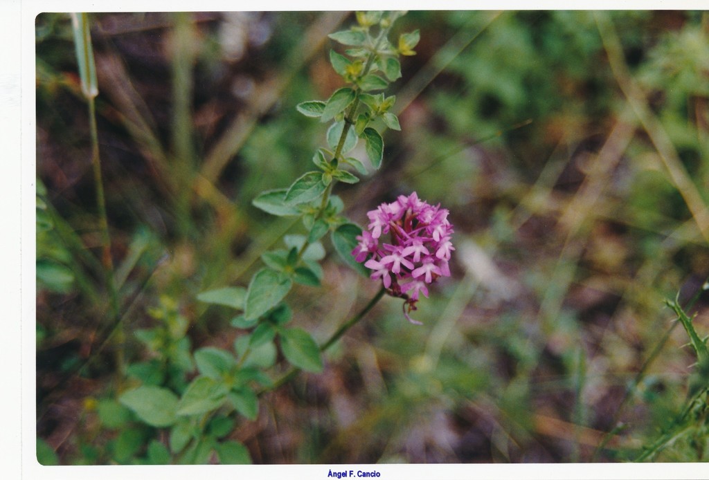 Oregano from Herguijuela de la Sierra, Salamanca, España on April 20 ...