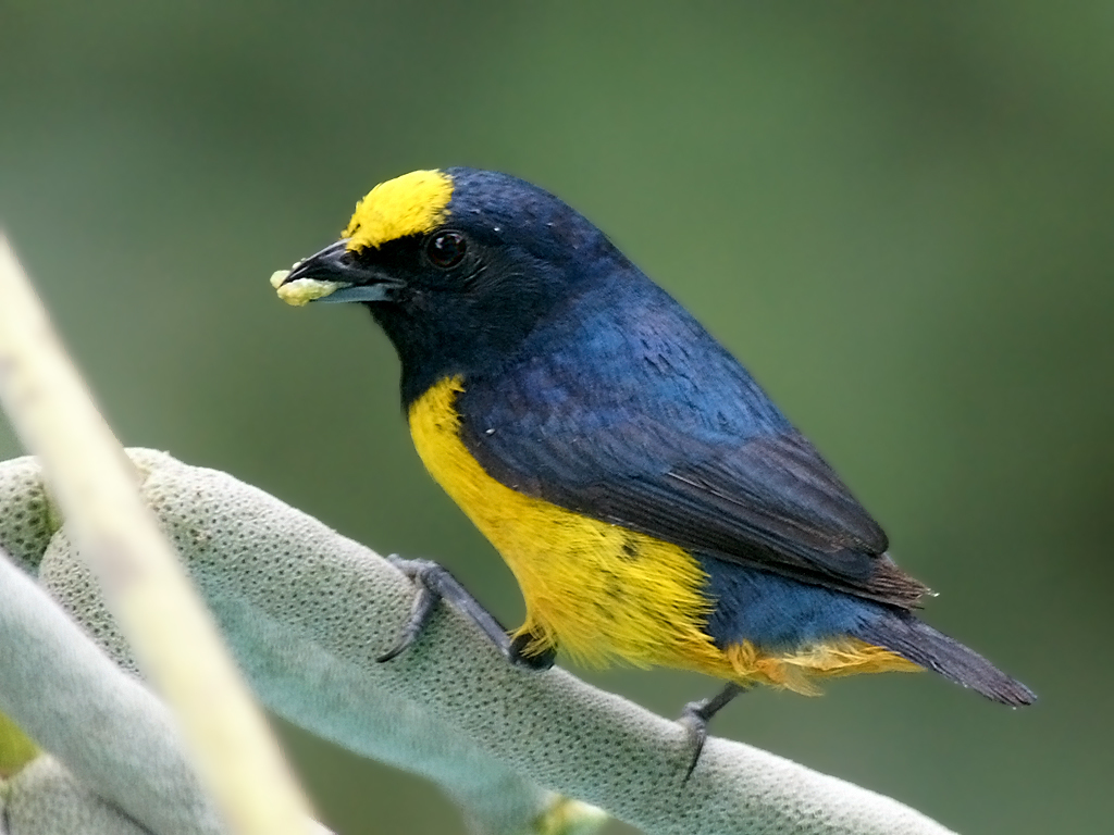 Euphonia fulvicrissa (Aves de Risaralda) · NaturaLista Colombia