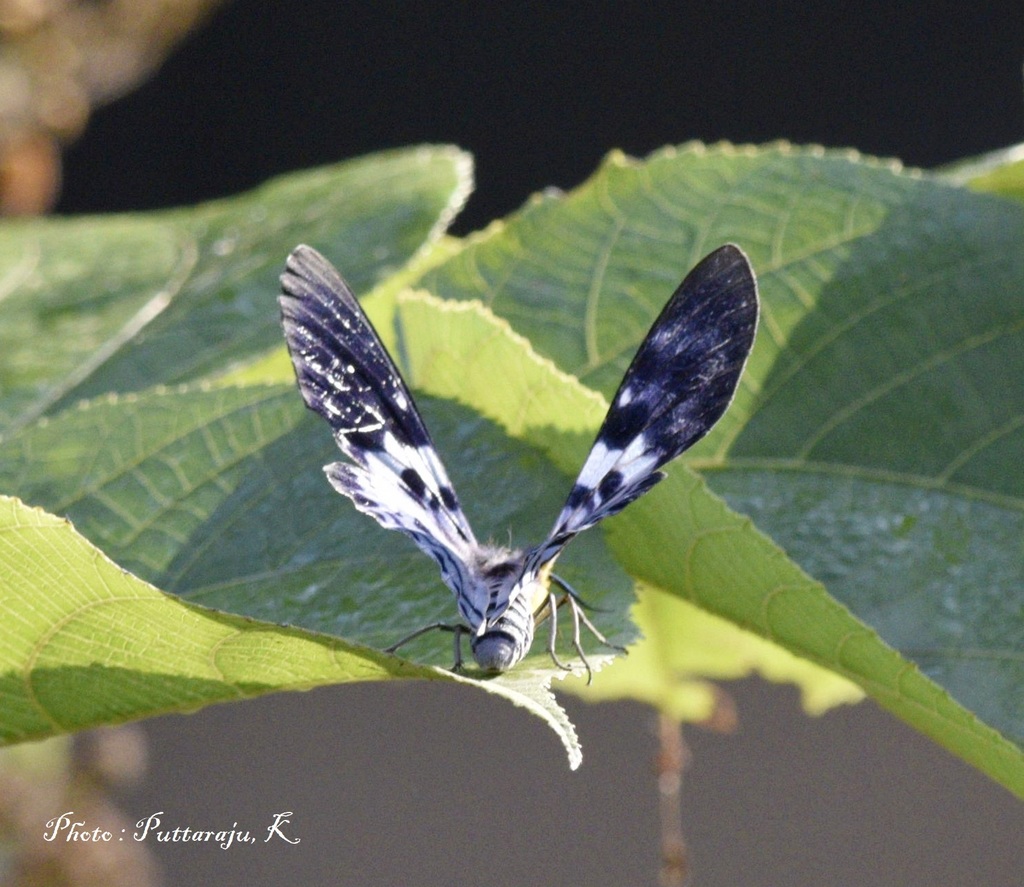 Blue Tiger Moth from Kaiga on January 2, 2014 at 06:24 AM by Puttaraju ...