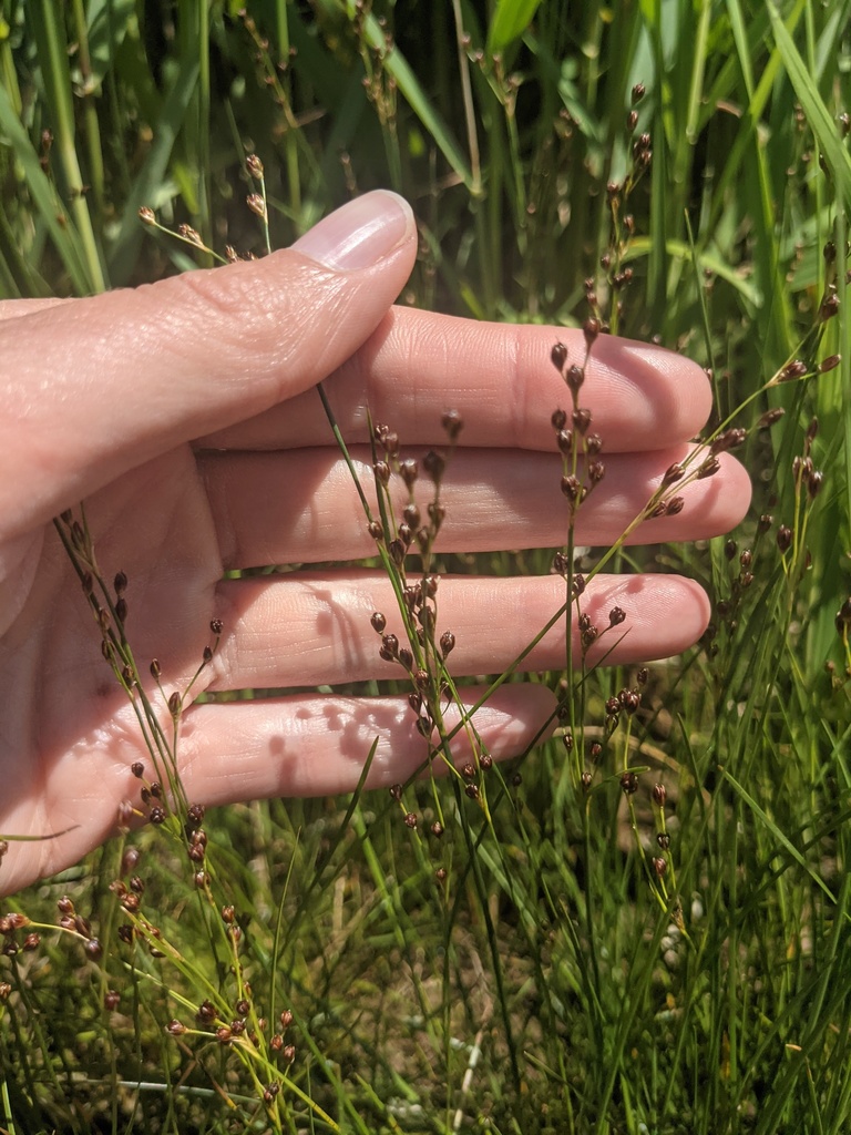 Saltmeadow Rush from Saint John, NB, Canada on July 28, 2021 at 02:27 ...