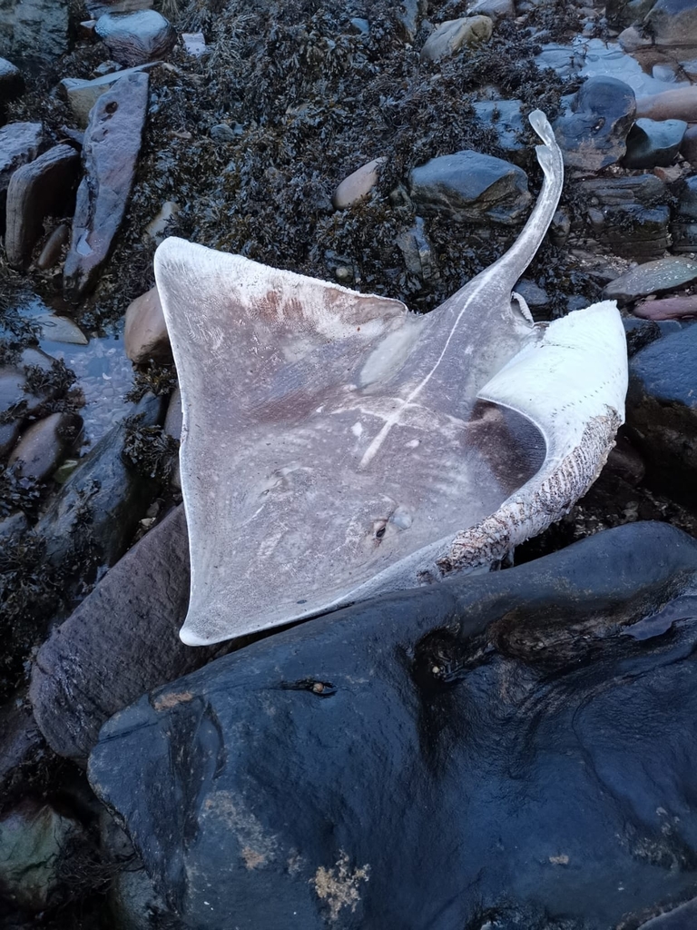 Dipturus intermedius (Especies en Peligro Crítico de País Vasco ...