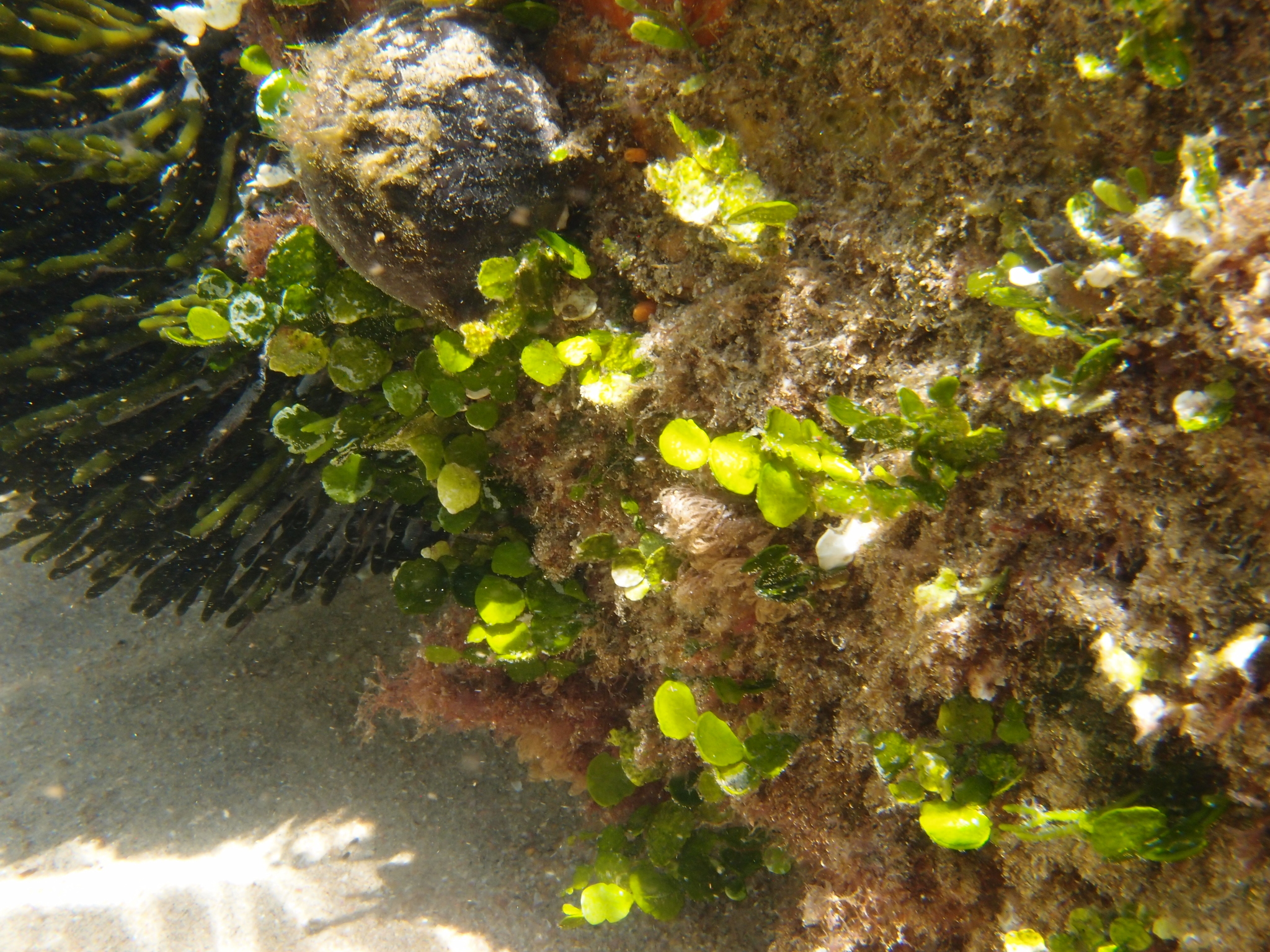 Halimeda cuneata K.Hering