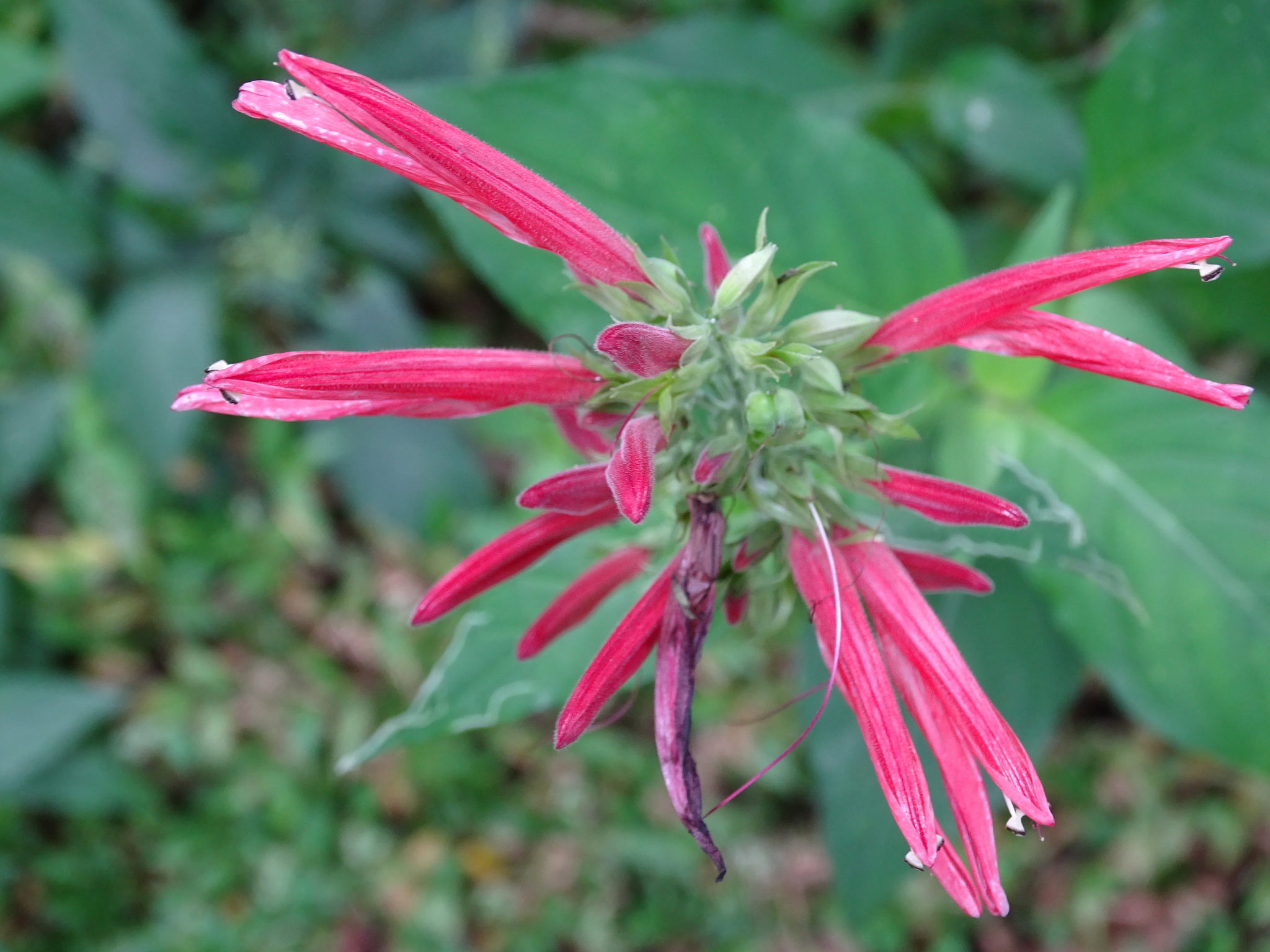 Justicia secunda Vahl