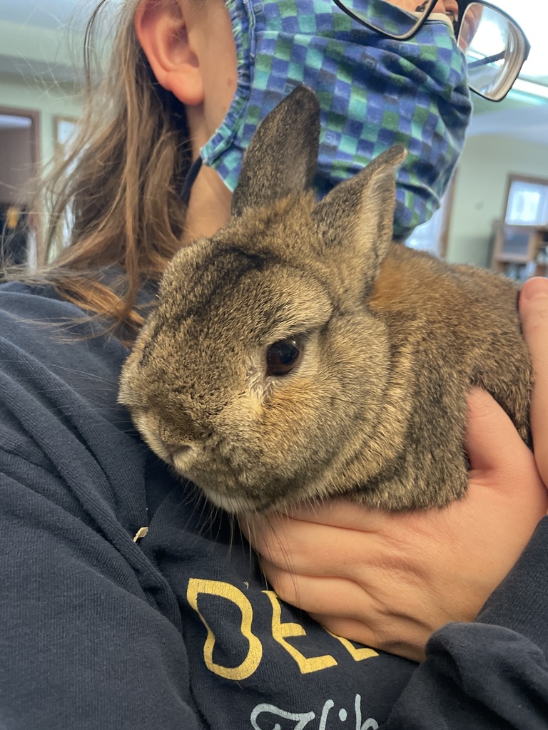 Domestic Rabbit from Asbury Rd, Erie, PA, US on January 07, 2022 at 02: ...