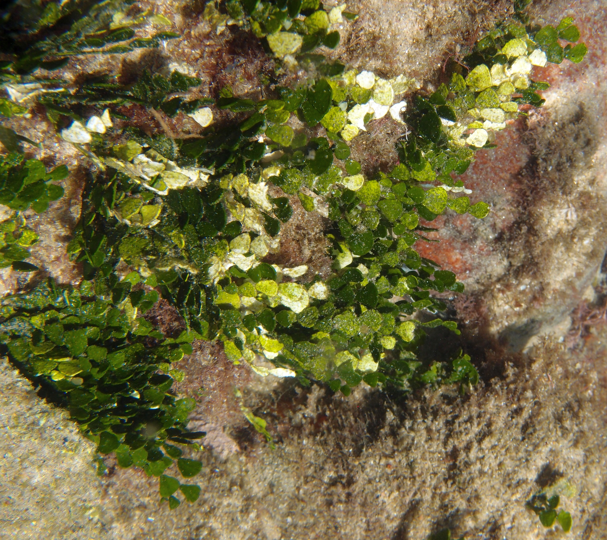 Halimeda cuneata K.Hering