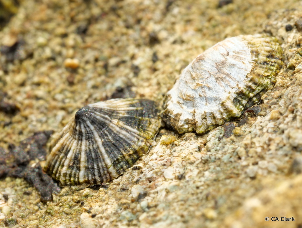 Siphonaria normalis A.Gould, 1846