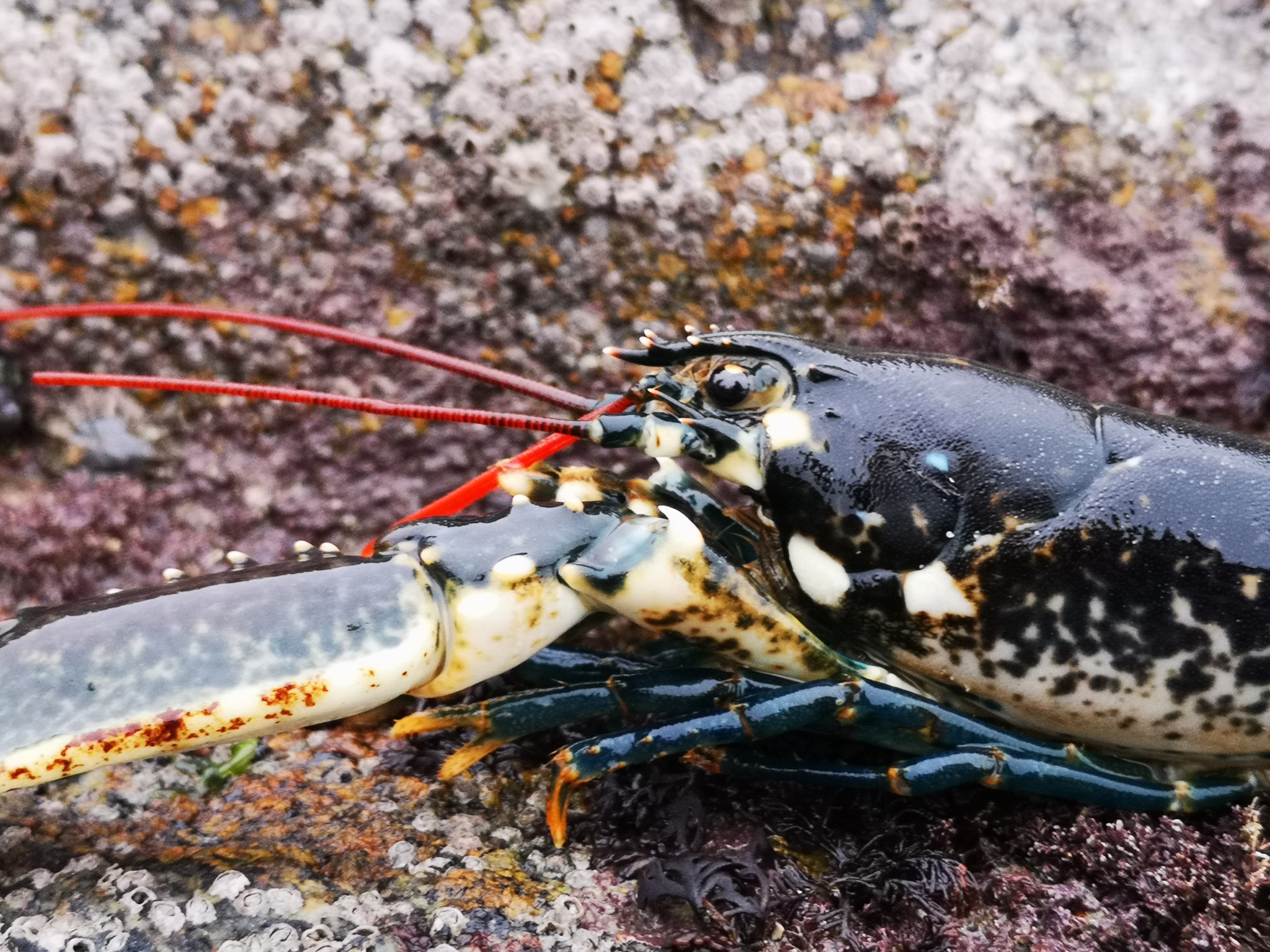 Homarus gammarus (Linnaeus, 1758)