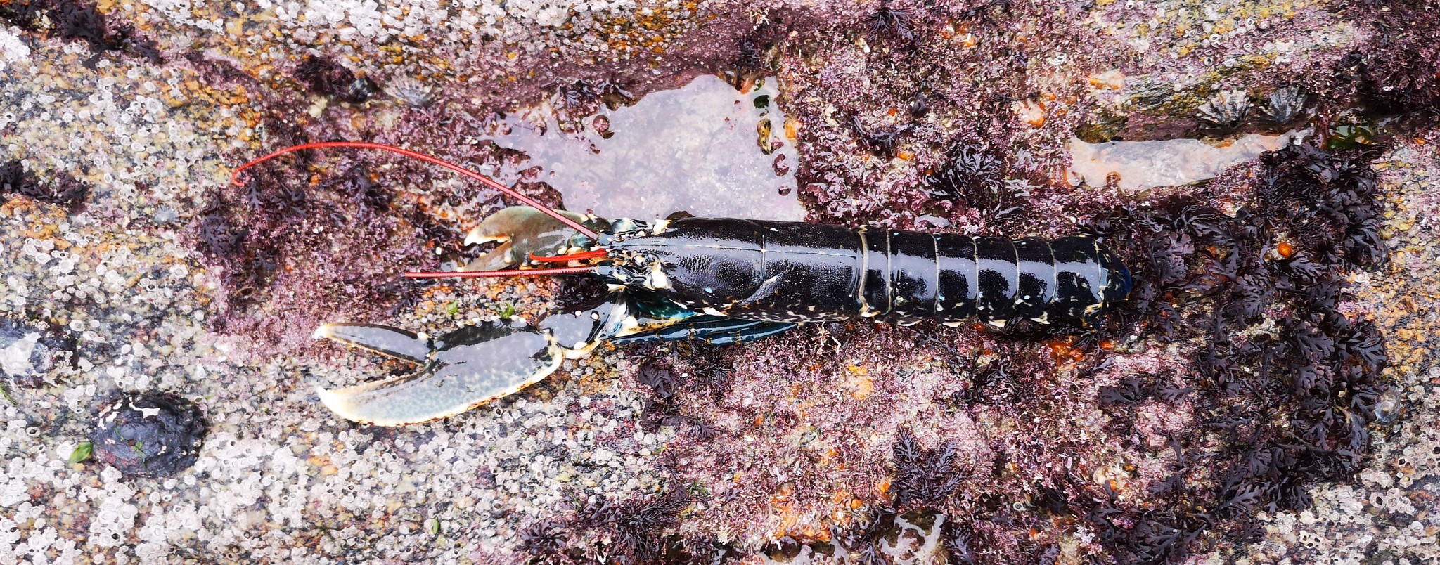 Homarus gammarus (Linnaeus, 1758)