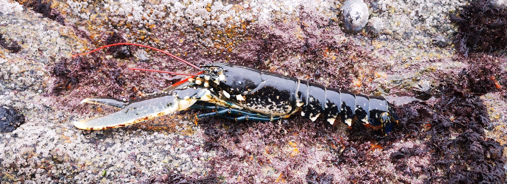 Homarus gammarus (Linnaeus, 1758)