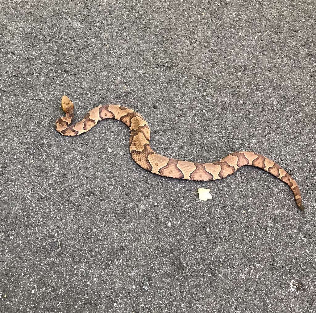 Eastern Copperhead in June 2018 by edjmcn · iNaturalist