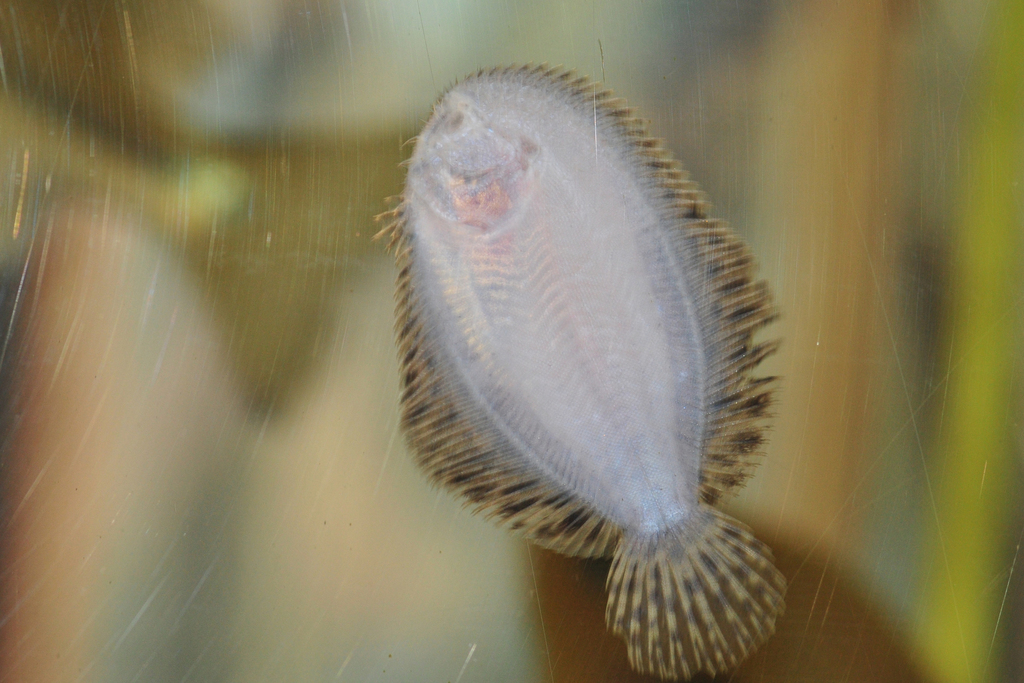 Hogchoker from Wakulla Springs State Park, FL 32327, USA on January 02 ...