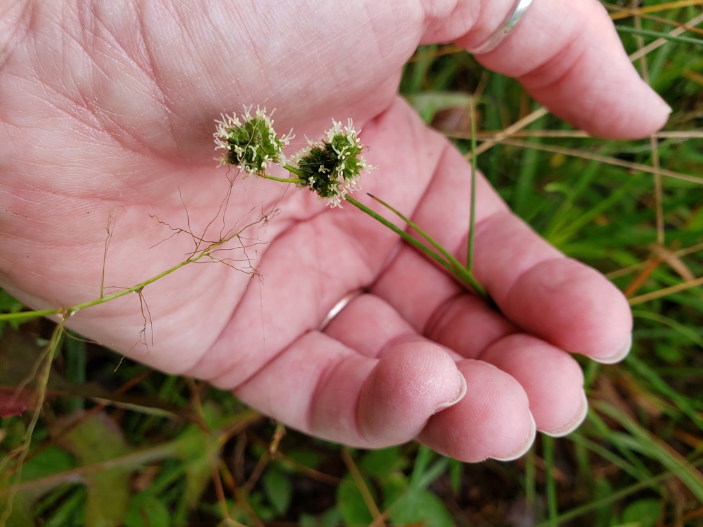 Needlepod Rush from Dekalb County, AL, USA on July 01, 2020 at 08:32 AM ...