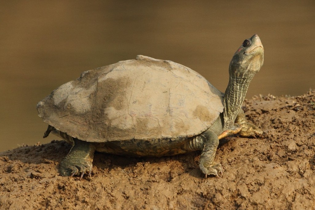 Indian Tent Turtle from Gurha, Uttar Pradesh, India on December 9, 2013 ...