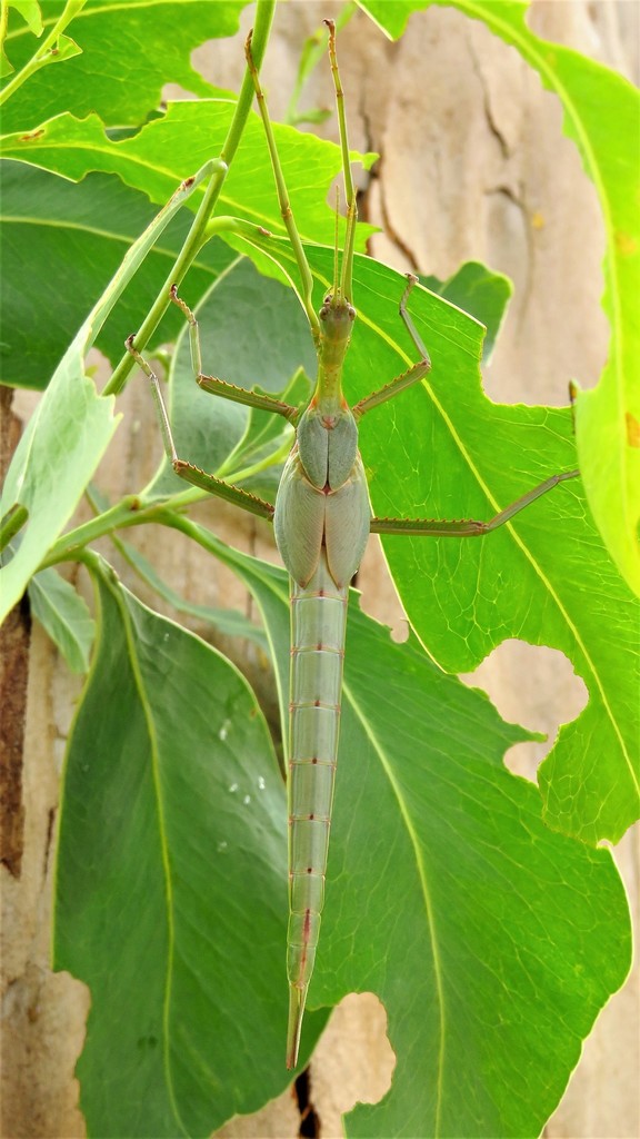Red-winged Stick Insect from Bermagui NSW 2546, Australia on January 07 ...