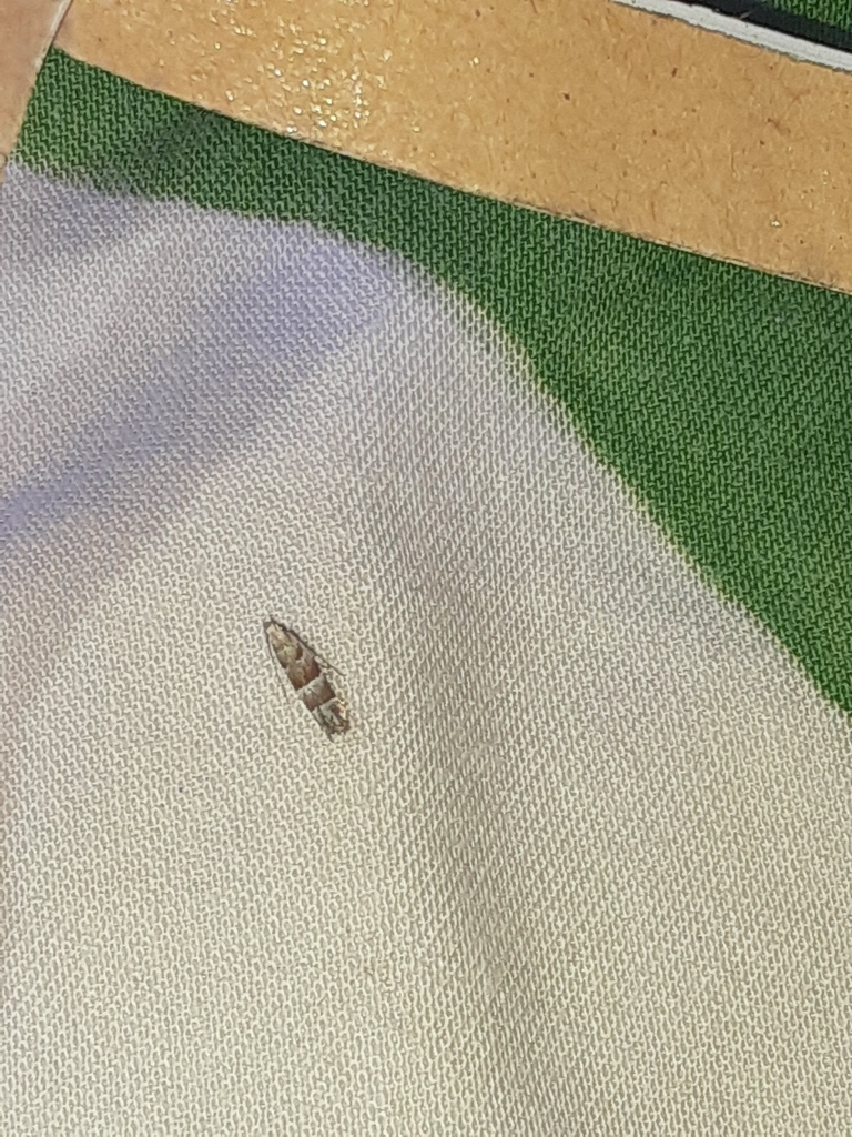 Orange Stripe-backed Moth from Miami-Dade County, FL, USA on January 05 ...