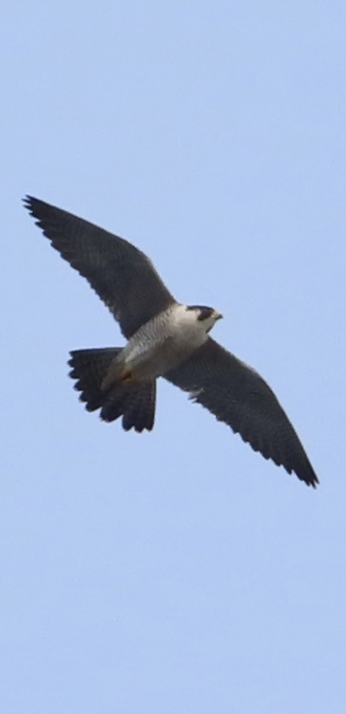 Peregrine Falcon from Schuylkill River, Philadelphia, PA, US on January ...