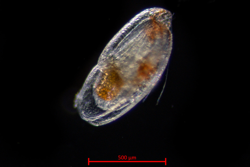 Superfamily Halocypridoidea · iNaturalist