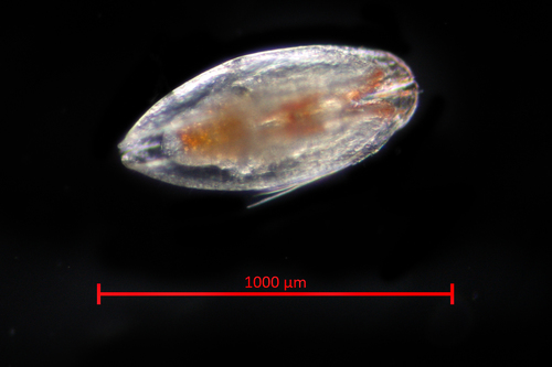 Order Halocyprida · iNaturalist