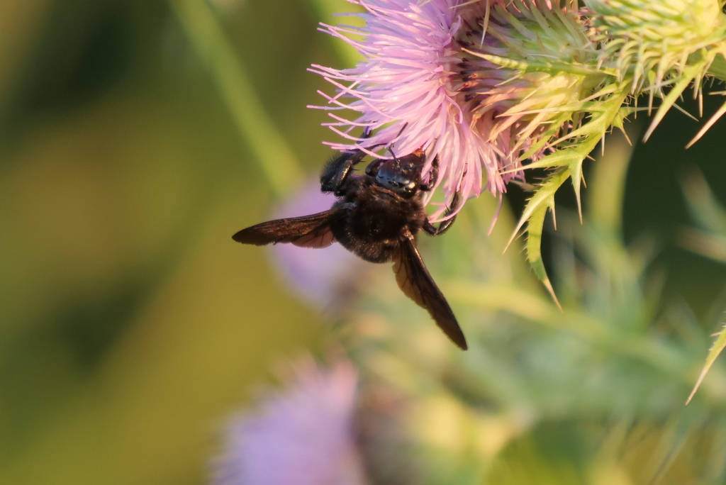 Paulista Bumble Bee from Las Colonias, Santa Fe, Argentina on January ...