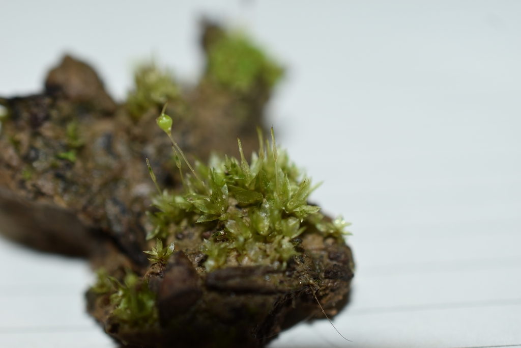 common bladder moss from Bains, LA 70775, USA on January 7, 2022 at 01: ...