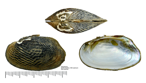 Nodularia · iNaturalist