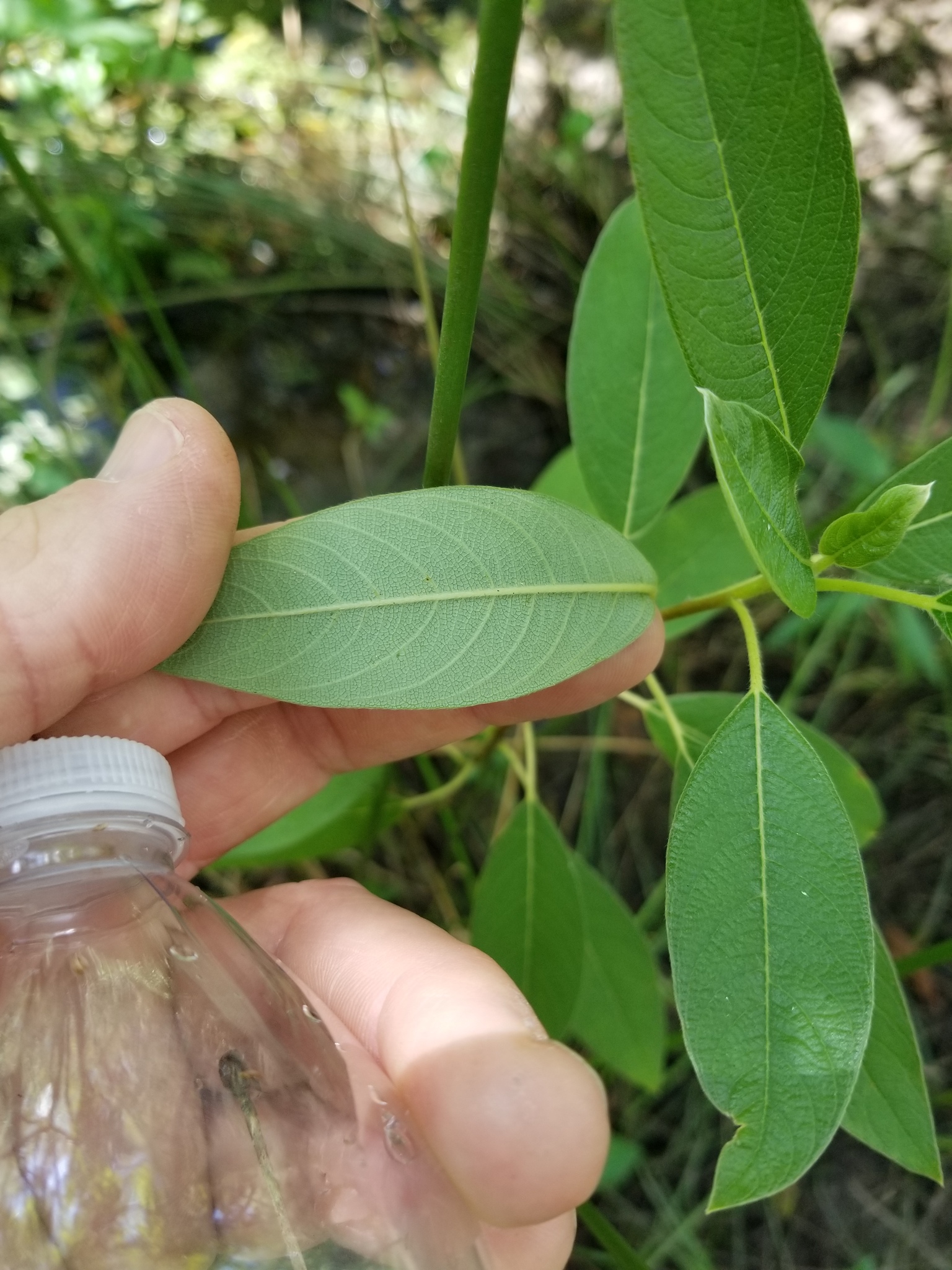 Leitneria floridana Chapm.
