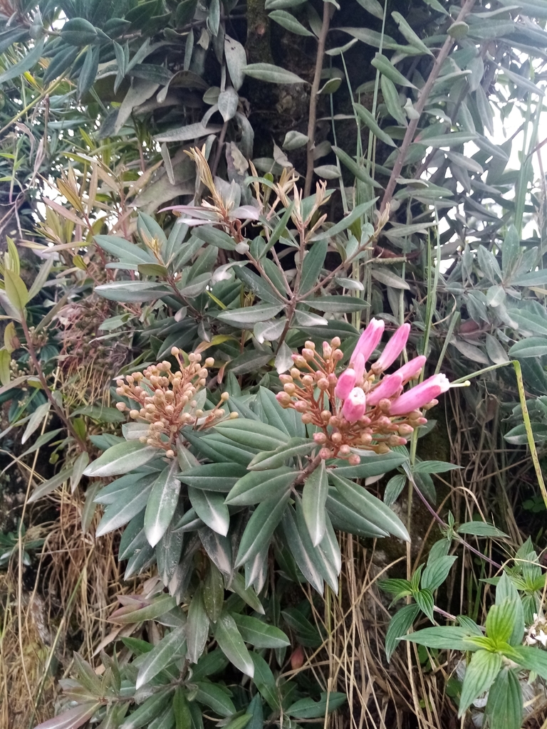 Bejaria from La Unión, Antioquia, Colombia on January 07, 2022 at 04:34 ...