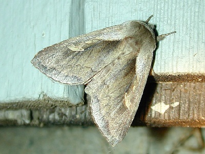 Cattail Borer Moth from Bedford Audubon Society, Katonah, NY, USA on ...