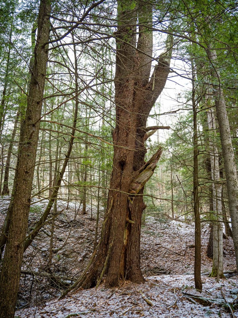 eastern white pine in January 2022 by Erik Danielsen · iNaturalist