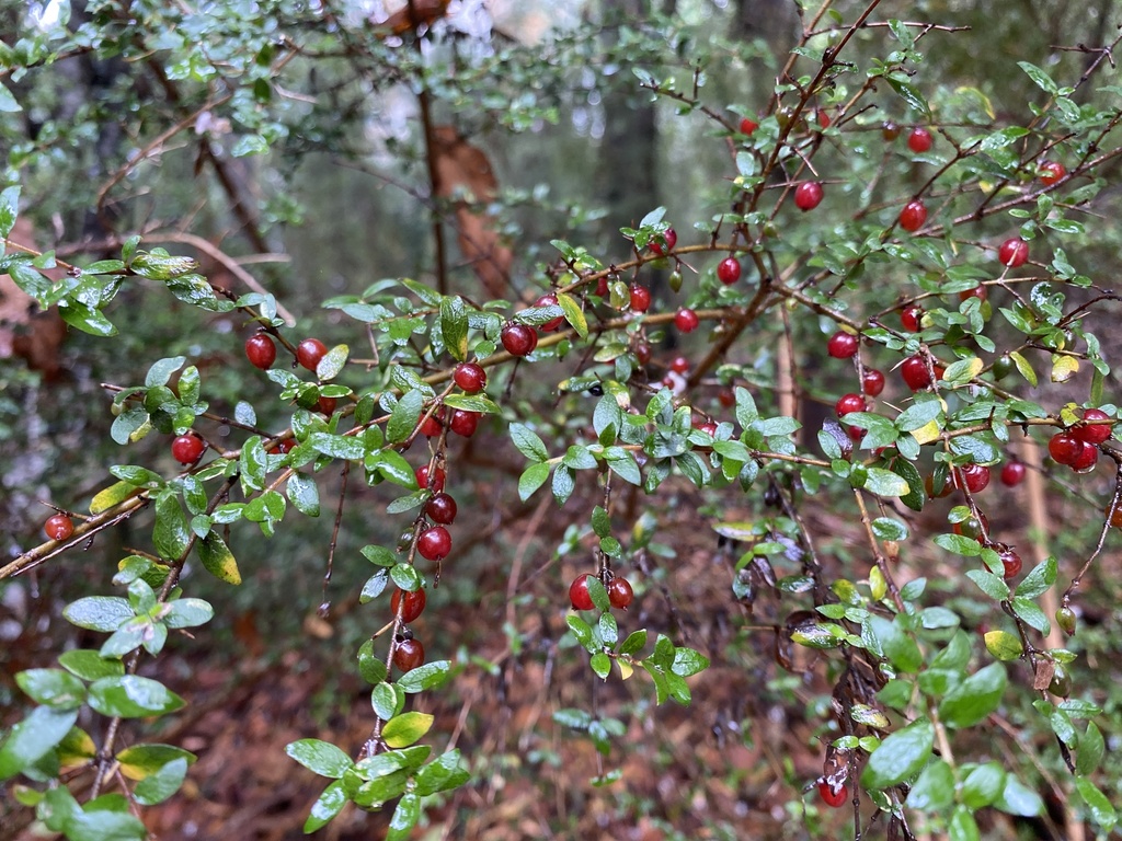 Prickly Currant-Bush in January 2022 by Sue Tardif · iNaturalist
