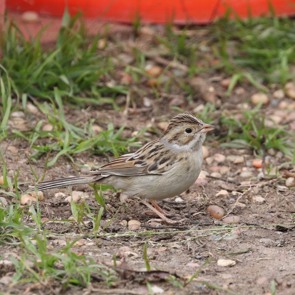 Clay-colored Sparrow from Point Loma Heights, San Diego, CA, USA on ...