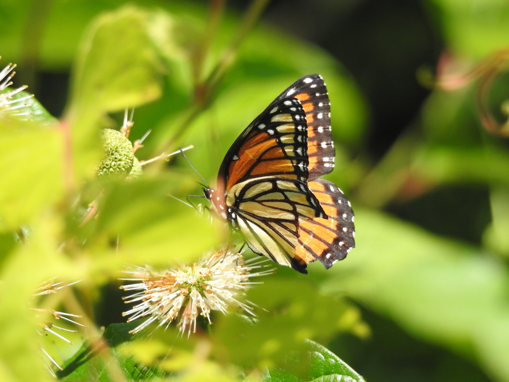 Viceroy in July 2018 by Donna J. Parry · iNaturalist