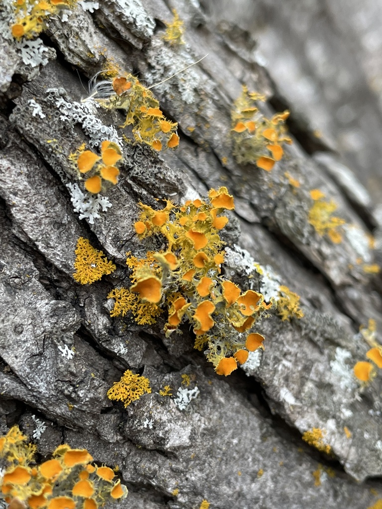 Golden-eye Lichen from Waco, TX, US on January 07, 2022 at 04:13 PM by ...