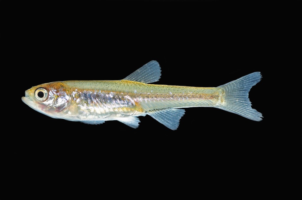 Rio Grande Shiner from Bitter Lake National Wildlife Refuge, NM on June ...