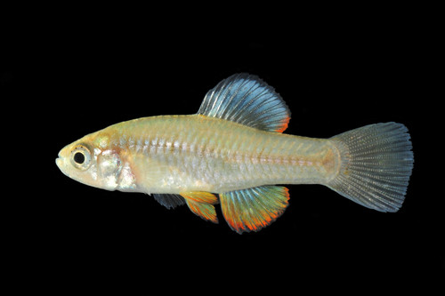 Sardinilla de lluvia (Lucania parva)