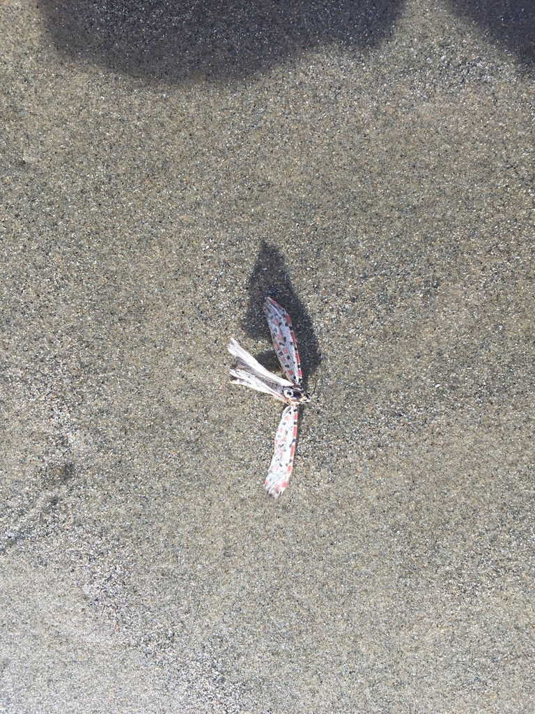 Heliotrope Moth from Oreti Beach 9879, New Zealand on May 06, 2018 at ...