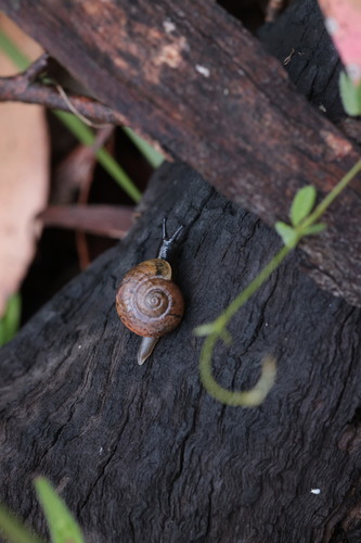 Nandewar Carnivorous Snail (Austrorhytida nandewarensis) · iNaturalist