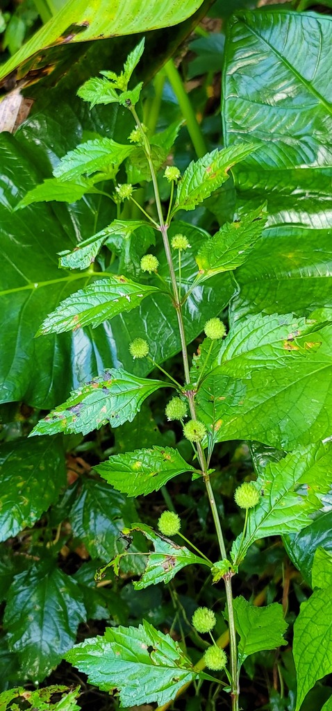 false ironwort from Río Blanco, Naguabo, Puerto Rico on January 7, 2022 ...
