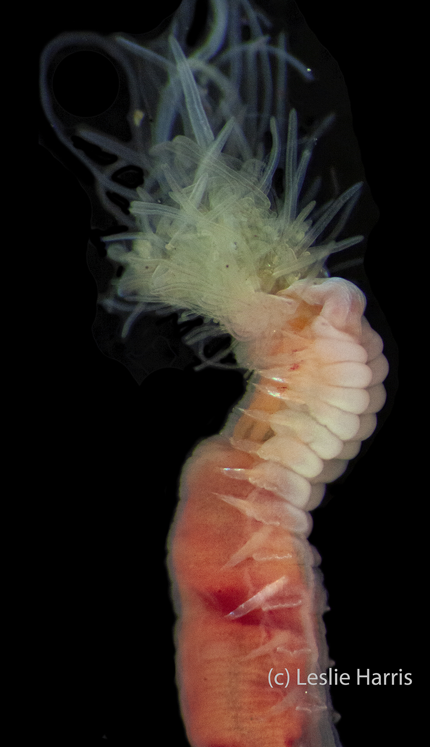 Polycirrus Grube, 1850