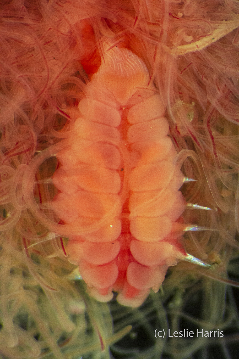 Polycirrus Grube, 1850