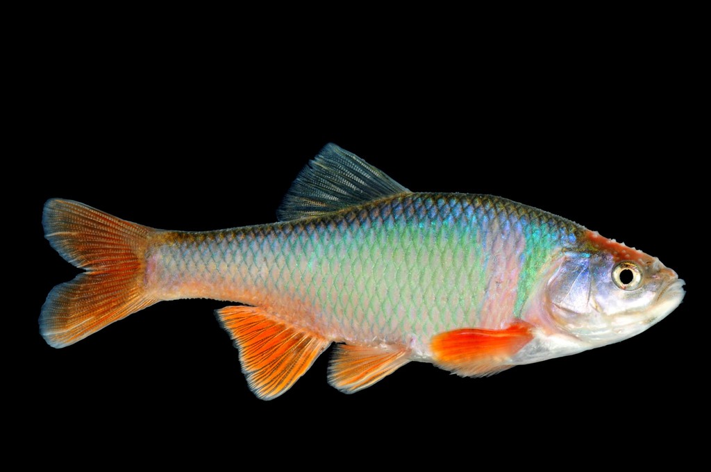 Red Shiner from Bitter Lake National Wildlife Refuge, NM on May 17 ...