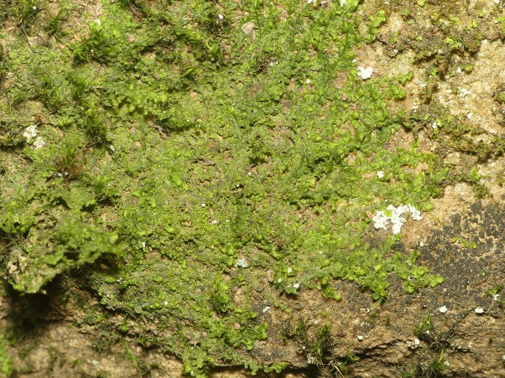 Radula obconica in January 2022 by Shaun Pogacnik · iNaturalist