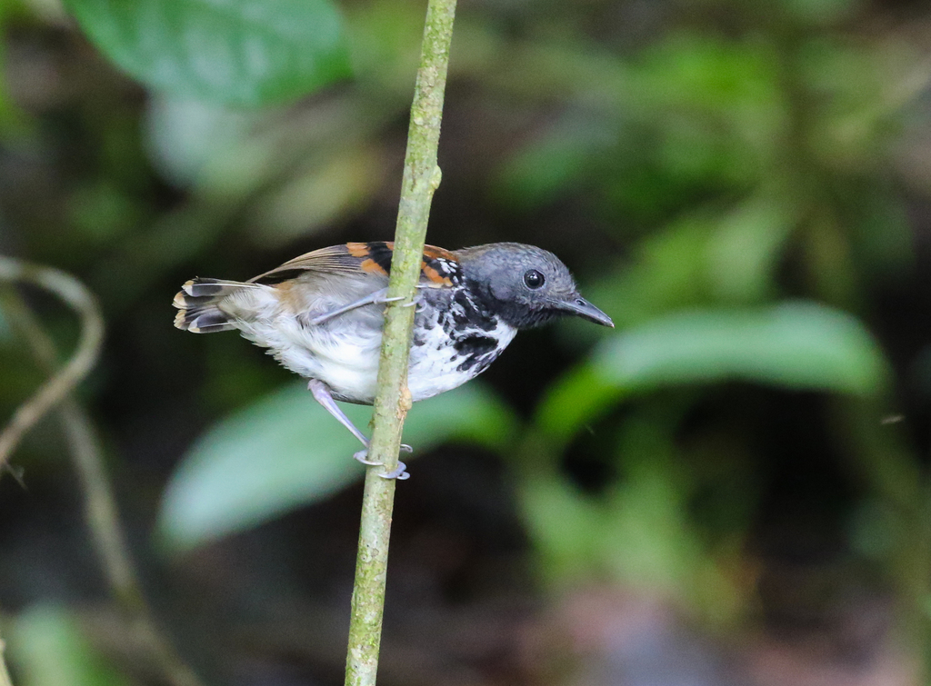 Spotted Antbird from Alajuela Province, La Fortuna, 21007, Costa Rica ...