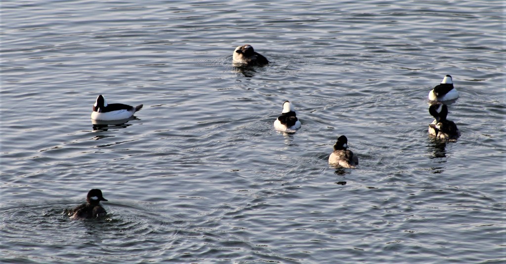 Bufflehead from Pacific Beach, San Diego, CA, USA on January 7, 2022 at ...